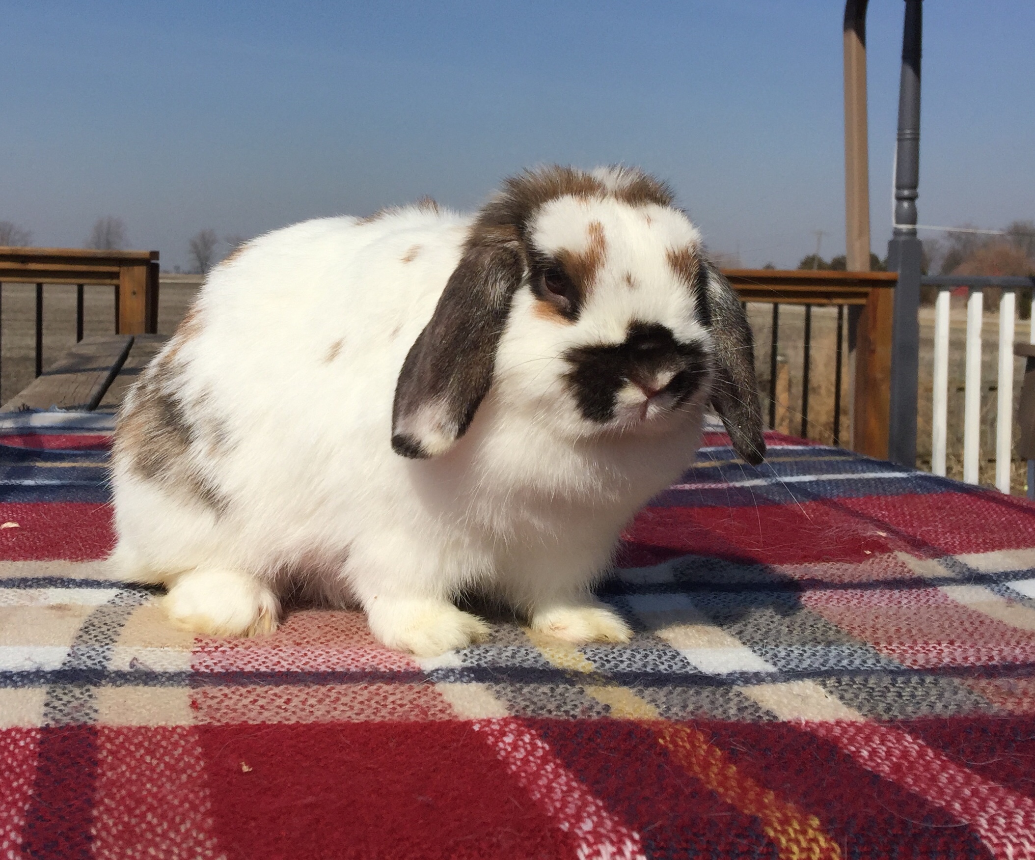 Holland Lops – Sable Creek Farm