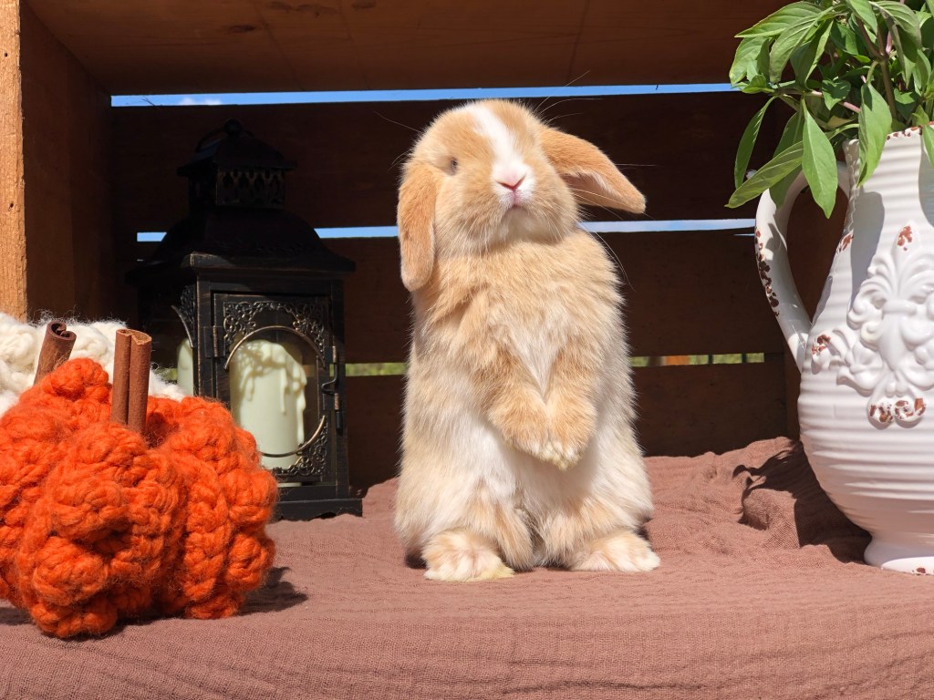 Holland Lops For Sale – Sable Creek Farm