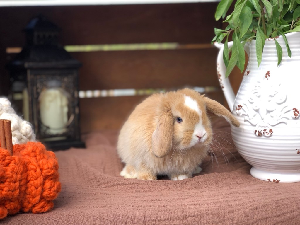 Holland Lops For Sale – Sable Creek Farm
