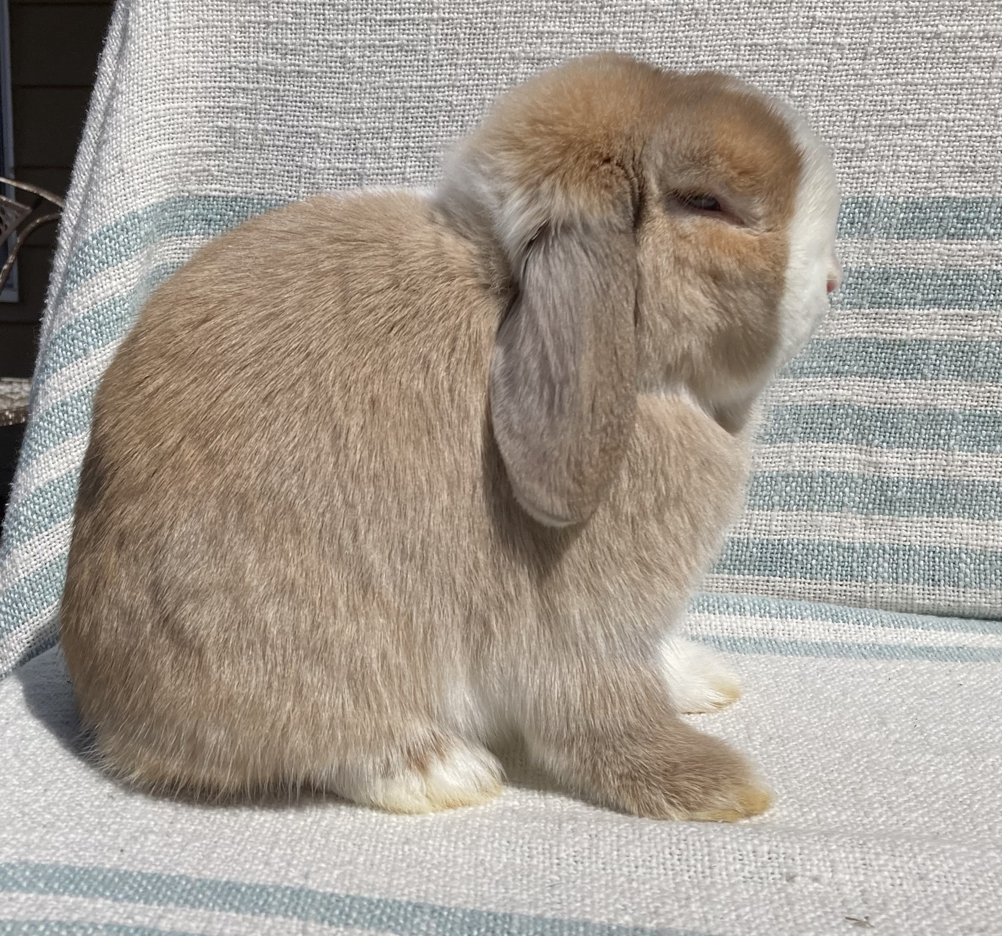Holland Lops – Sable Creek Farm
